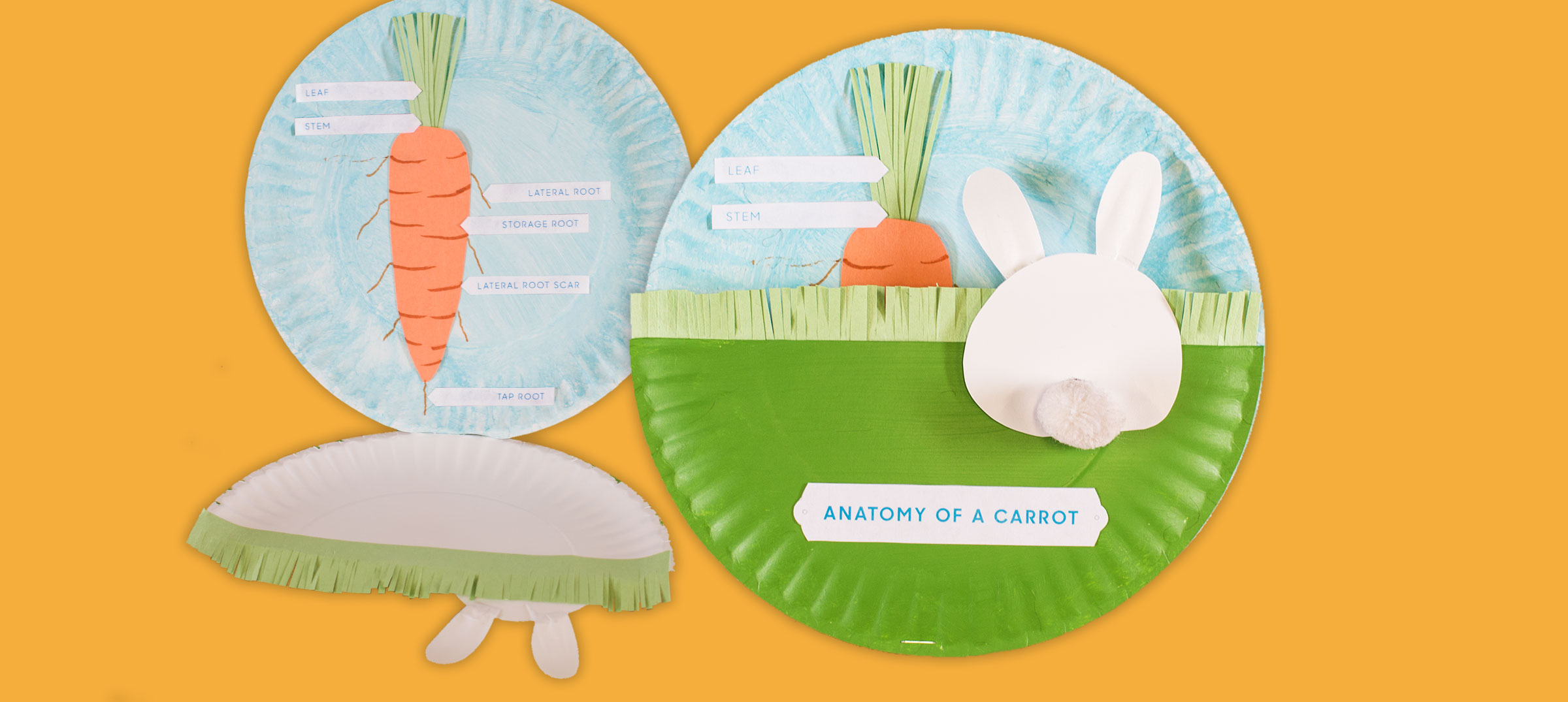 Anatomy of a Carrot - Abeka