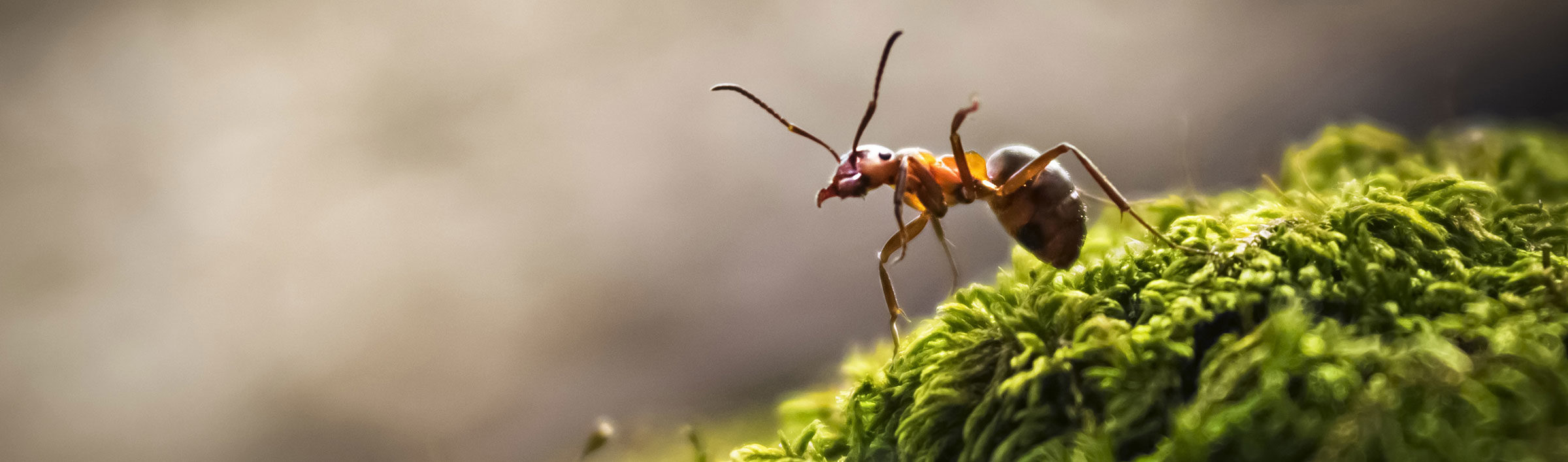 Mason Jar Ant Farm - Abeka