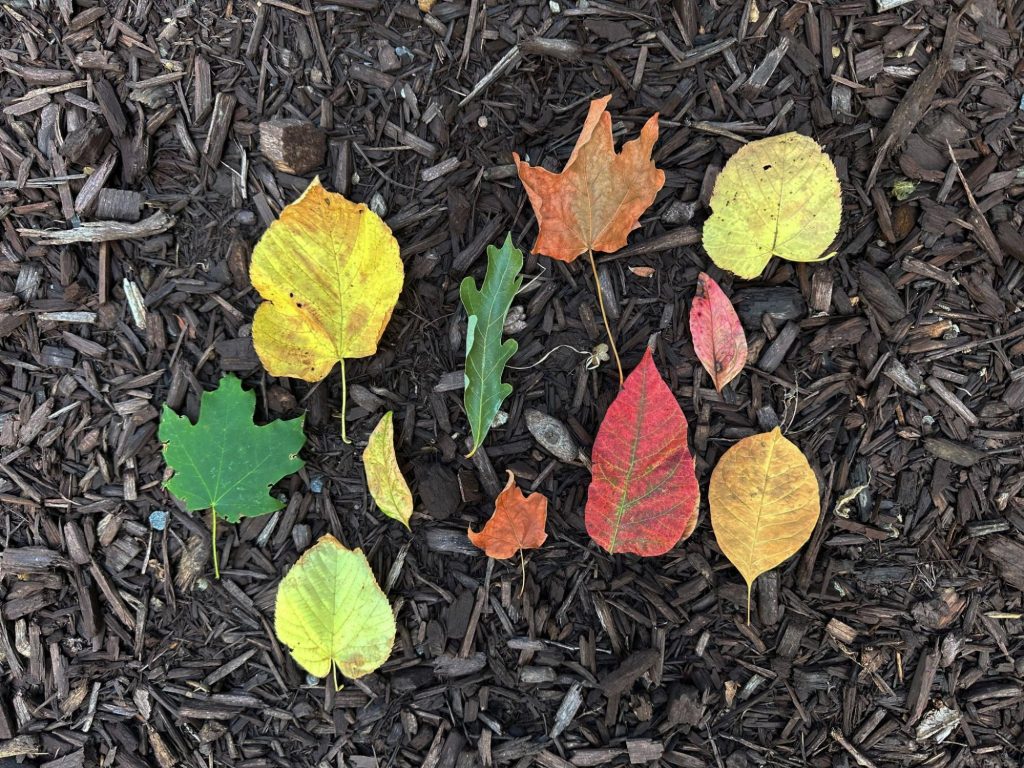 Leaf Lantern Craft for Fall - Abeka